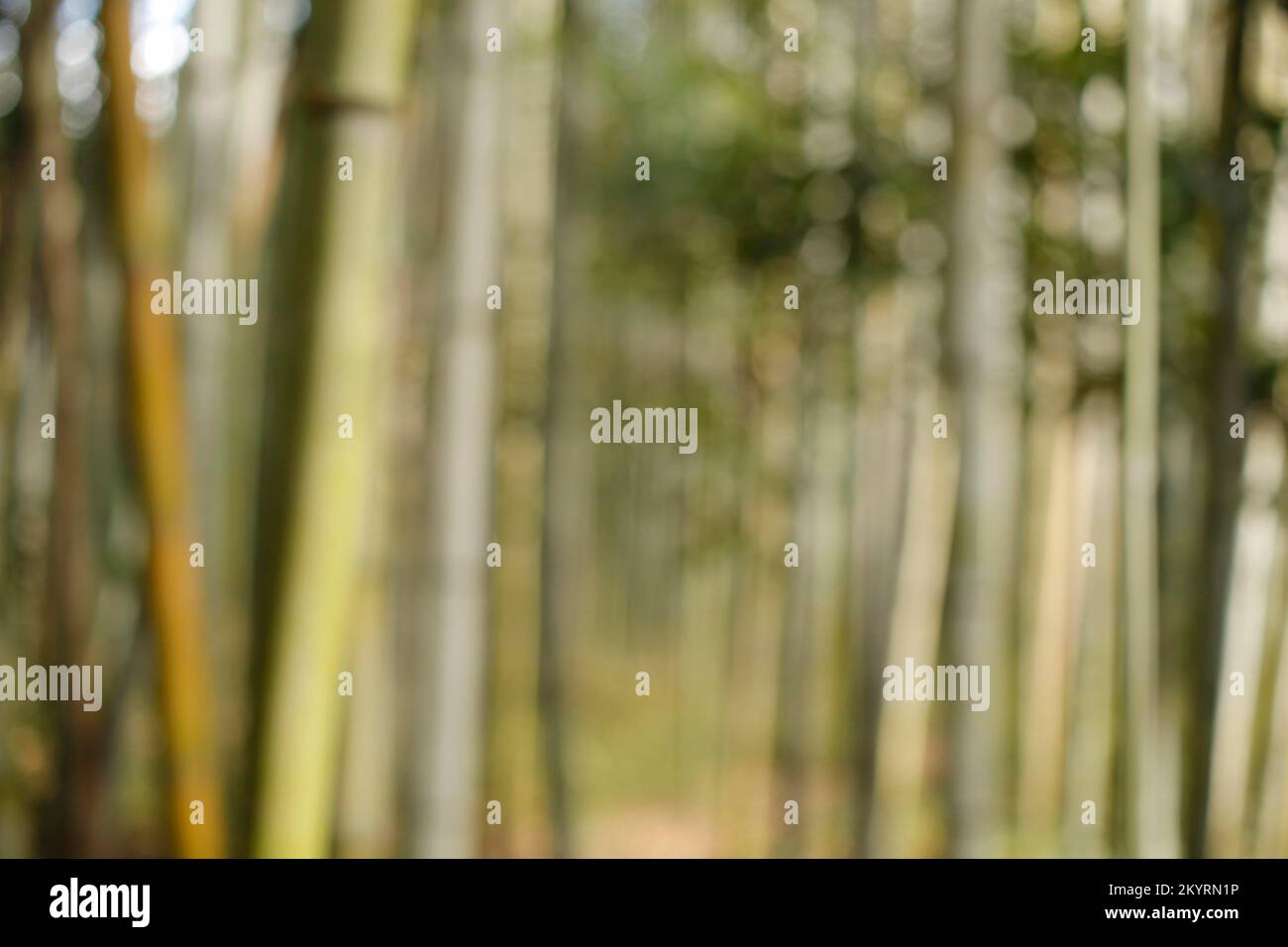 Fuzzy bamboo trunks in the Arashiyama bamboo forest in Kyoto, Japan ...