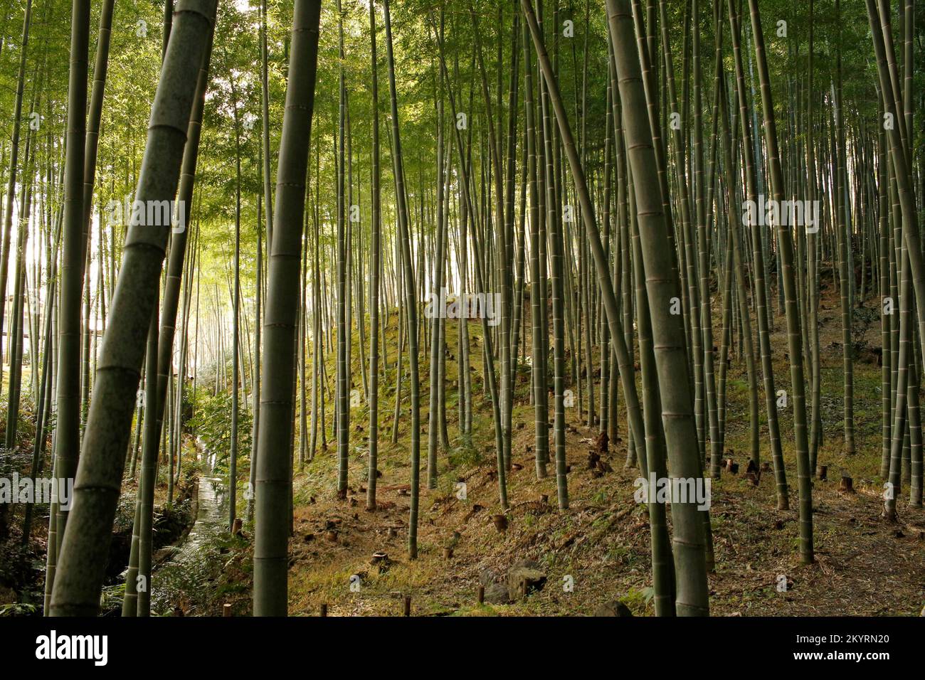 Stream and bamboo trunks in the Arashiyama Bamboo Forest in Kyoto ...