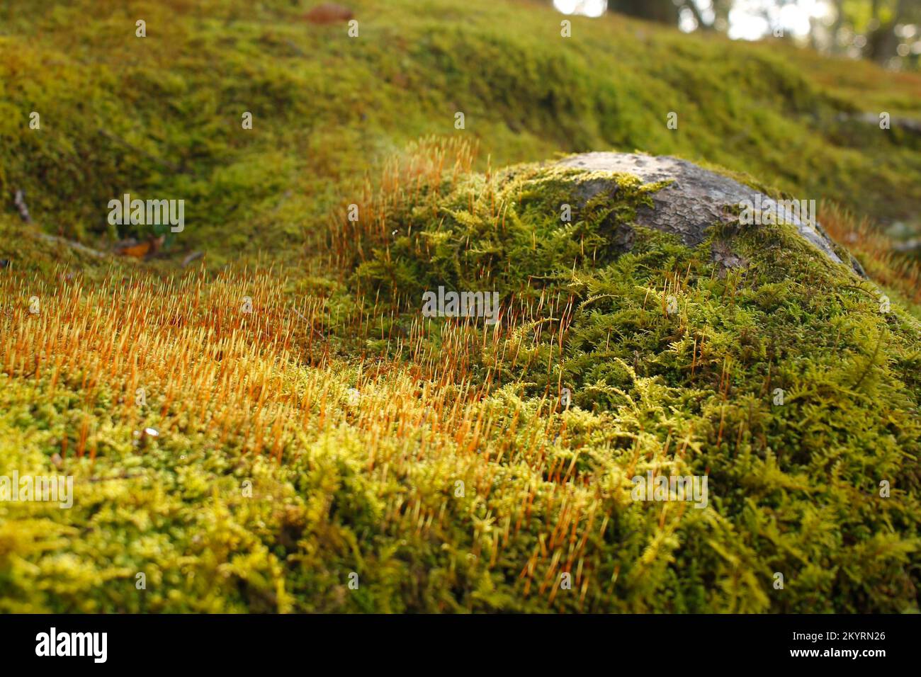 Close-up, green area with leaf moss (Bryophyta) on a stone in sunlight ...