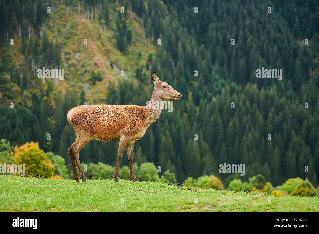 Rothirsch (Cervus elaphus) Hirschkuh in den Alpen, Herbst, Wildpark ...