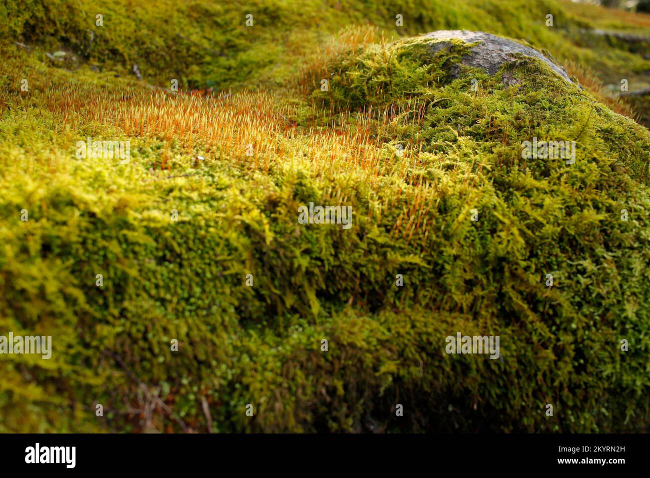 Close-up, green area with leaf moss (Bryophyta) on a stone in sunlight ...
