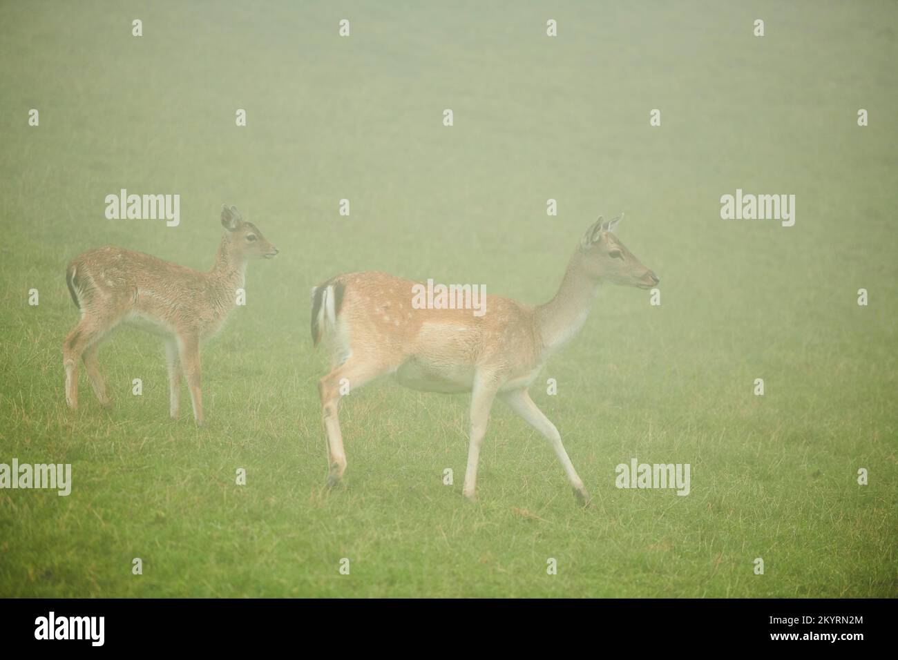 Damhirsch (Dama dama) Hirschkuh, in den Alpen bei Nebel, Herbst ...