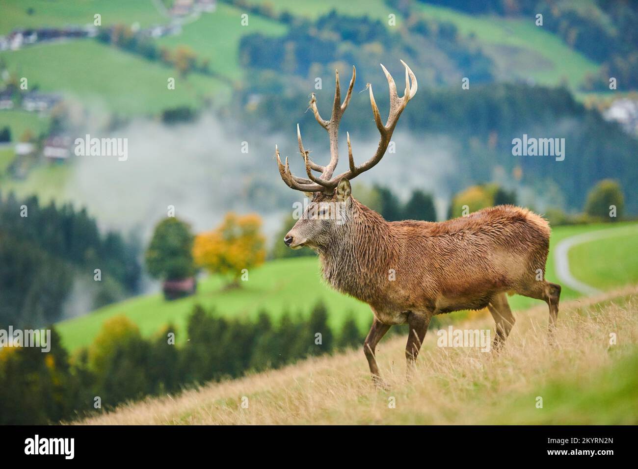 Rothirsch (Cervus elaphus) Männchen in der Brunft, bei Nebel in den ...