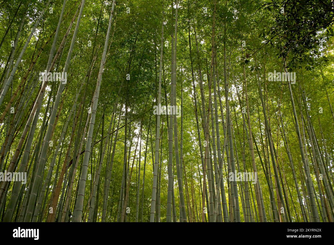 Bamboo tree in the Arashiyama bamboo forest in Kyoto, Japan, Asia Stock ...