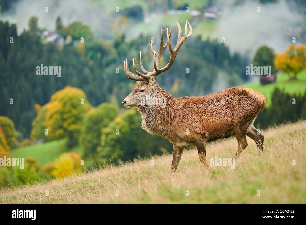 Rothirsch (Cervus elaphus) Männchen in der Brunft, bei Nebel in den ...