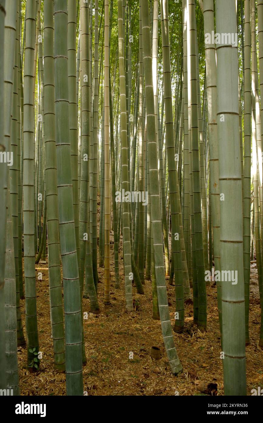 Bamboo trunks in the Arashiyama bamboo forest in Kyoto, Japan, Asia ...
