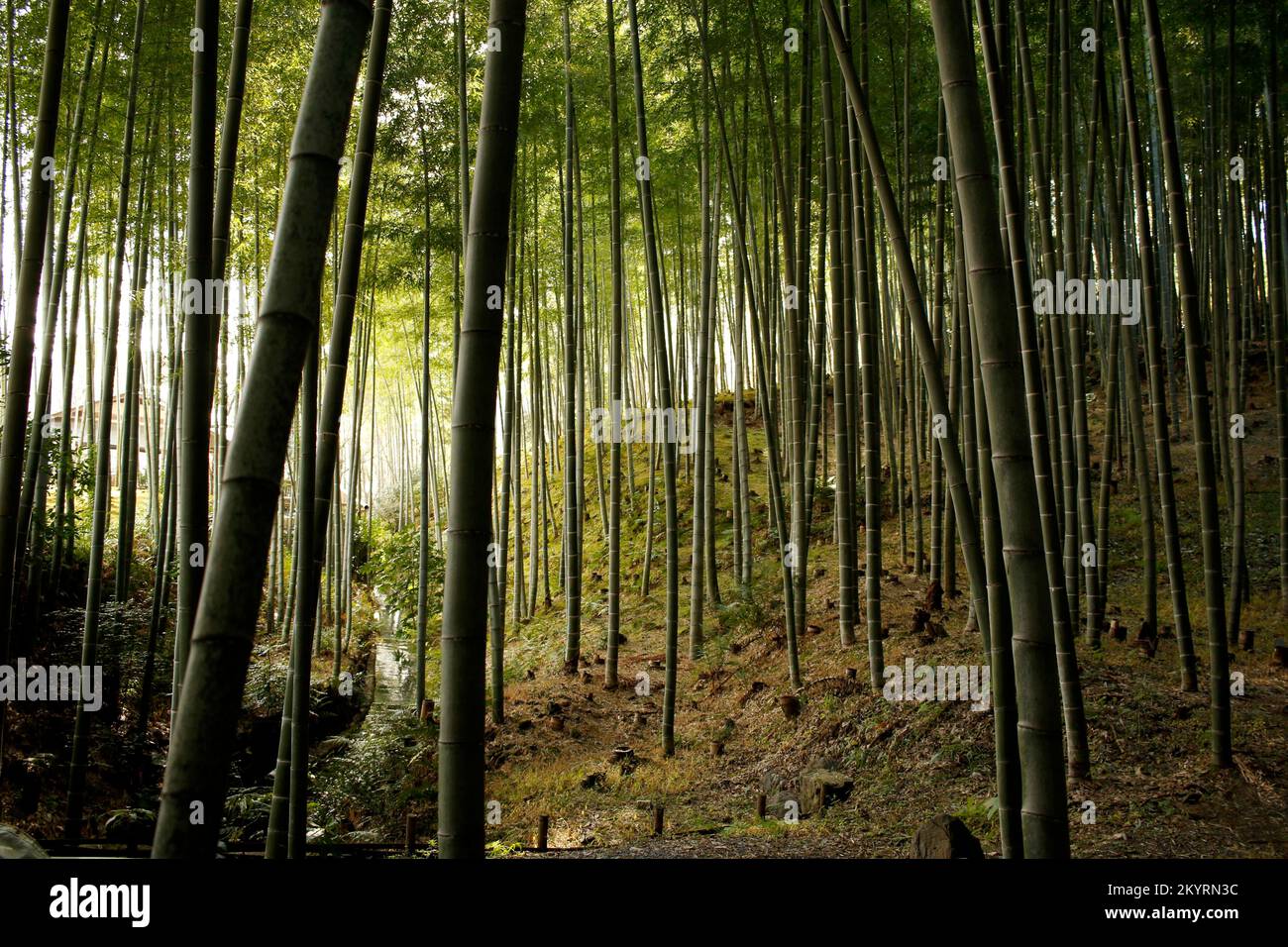 Stream and bamboo trunks in the Arashiyama Bamboo Forest in Kyoto ...