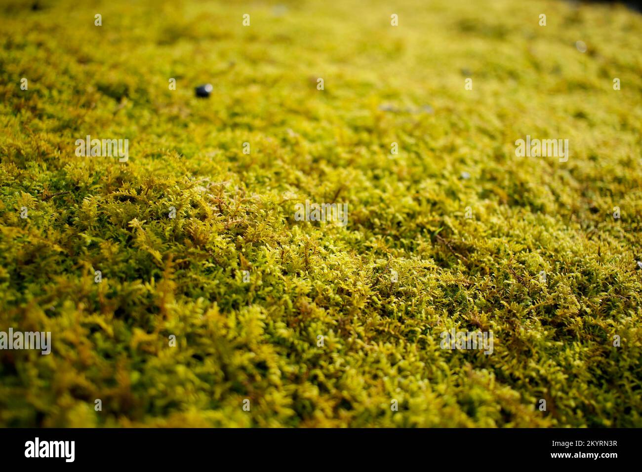 Close-up, green area with leaf moss (Bryophyta) in sunlight, Kyoto ...