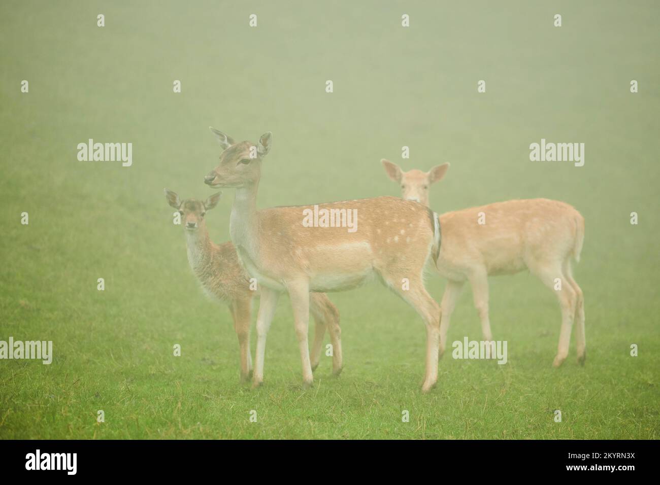 Damhirsch (Dama dama) Hirschkuh, in den Alpen bei Nebel, Herbst ...