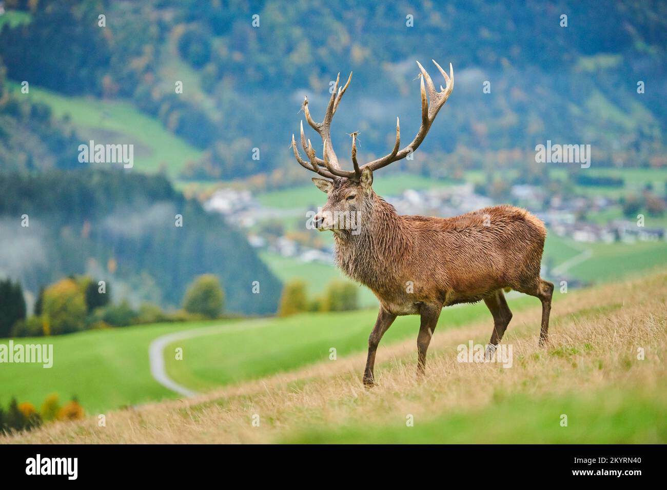 Rothirsch (Cervus elaphus) Männchen in der Brunft, bei Nebel in den ...