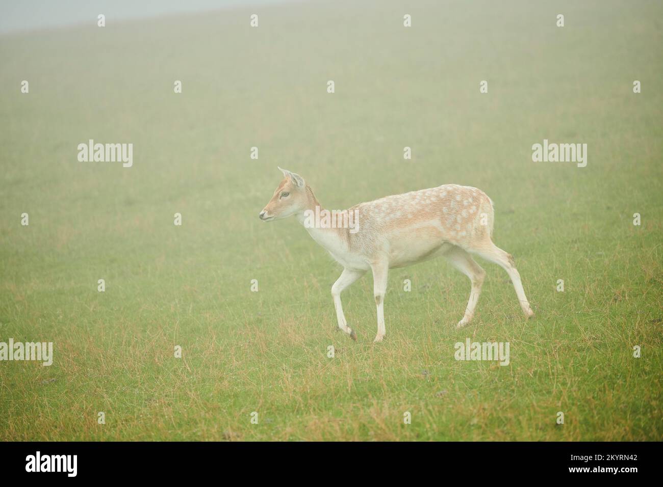 Damhirsch (Dama dama) Hirschkuh, in den Alpen bei Nebel, Herbst ...