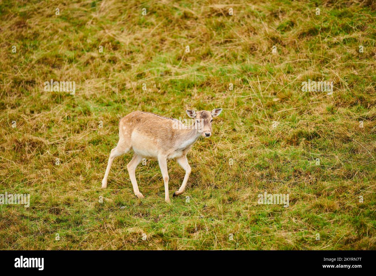 Damhirsch (Dama dama) Hirschkuh in den Alpen, Herbst, Wildpark Aurach ...