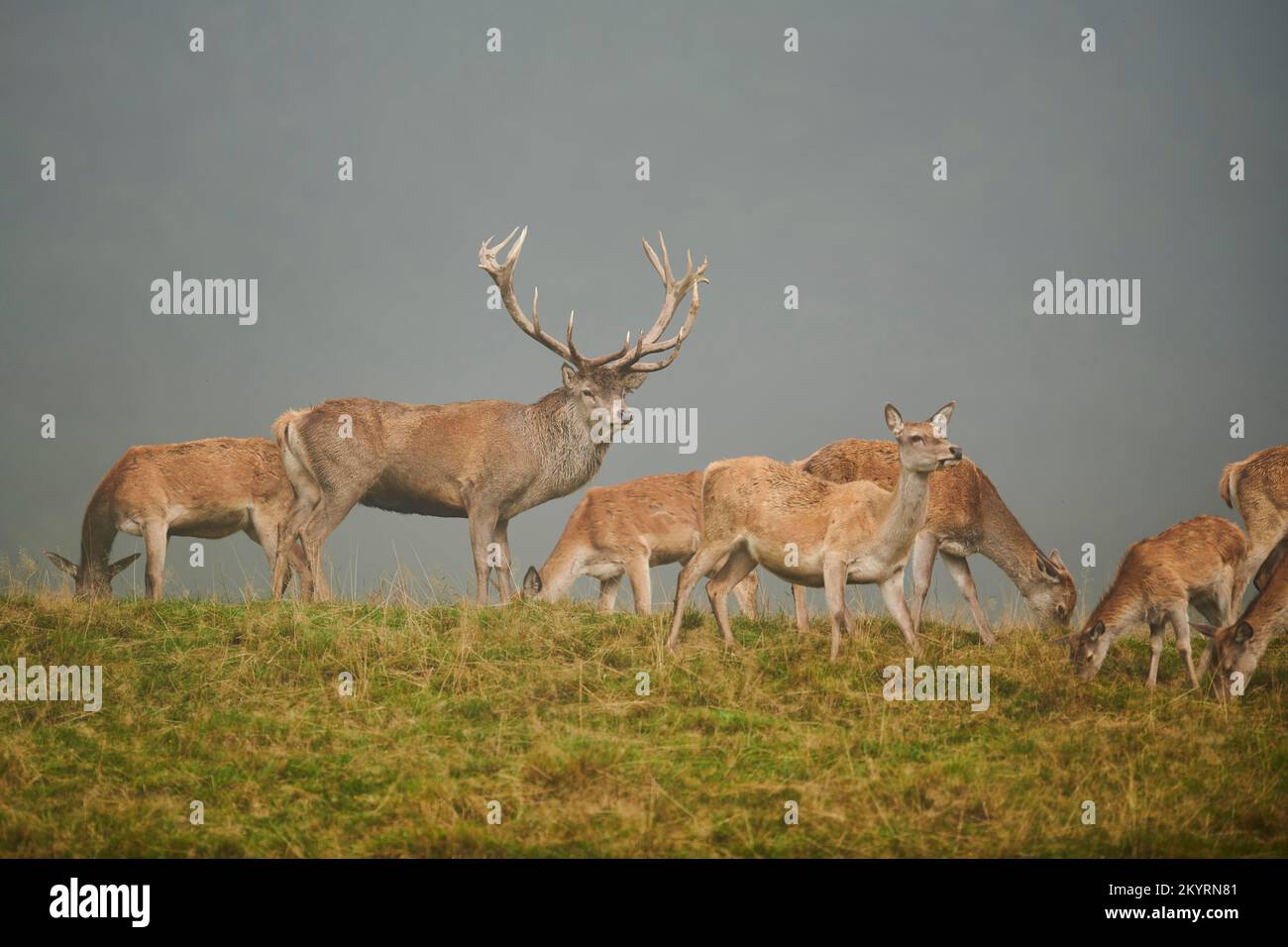 Rothirsch (Cervus elaphus) Rudel in der Brunft, bei Nebel in den Alpen ...