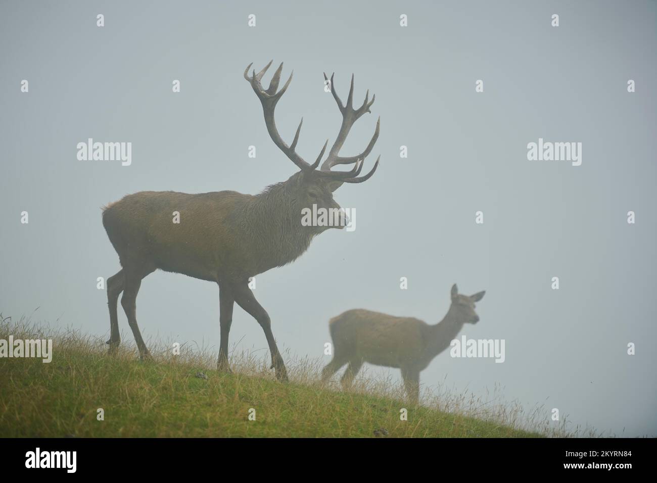 Rothirsch (Cervus elaphus) Männchen in der Brunft, bei Nebel in den ...