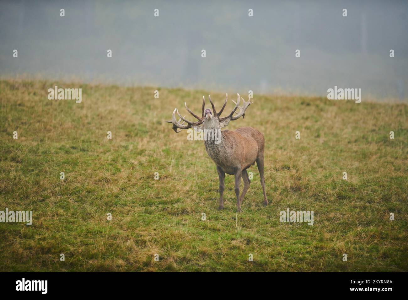 Rothirsch (Cervus elaphus) Männchen in der Brunft, bei Nebel in den ...