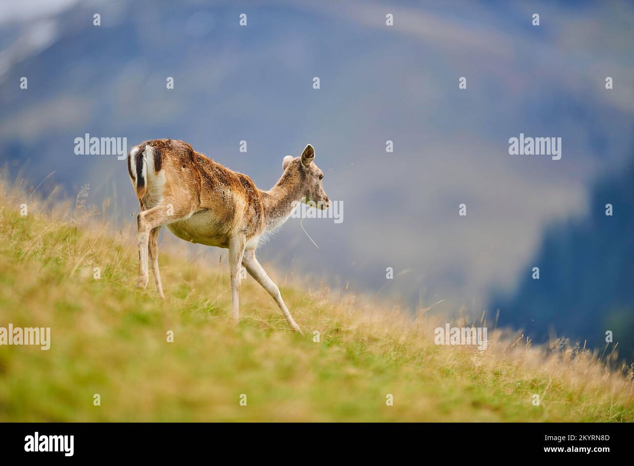 Damhirsch (Dama dama) Hirschkuh, in den Alpen bei Nebel, Herbst ...