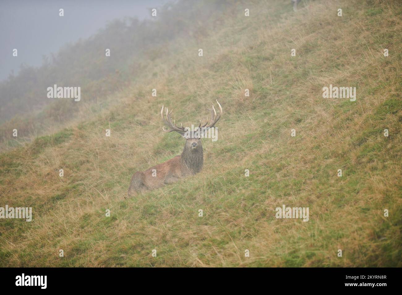 Rothirsch (Cervus elaphus) Männchen in der Brunft, bei Nebel in den ...