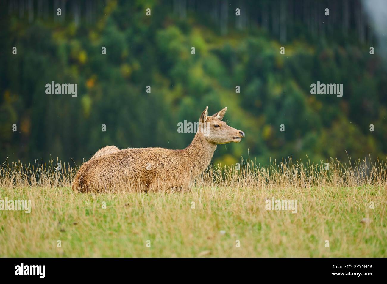 Rothirsch (Cervus elaphus) Hirschkuh in den Alpen, Herbst, Wildpark ...