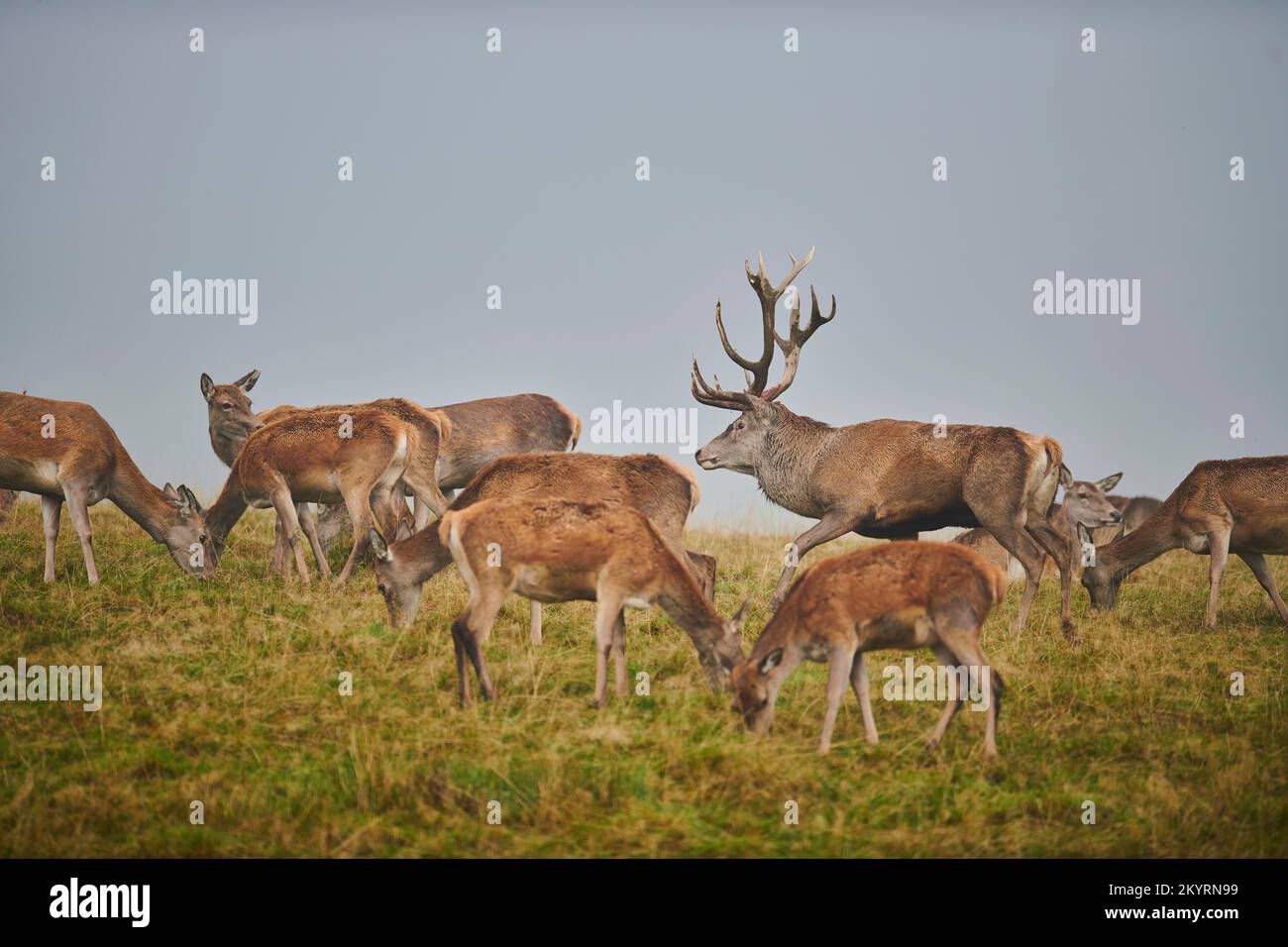 Rothirsch (Cervus elaphus) Rudel in der Brunft, bei Nebel in den Alpen ...