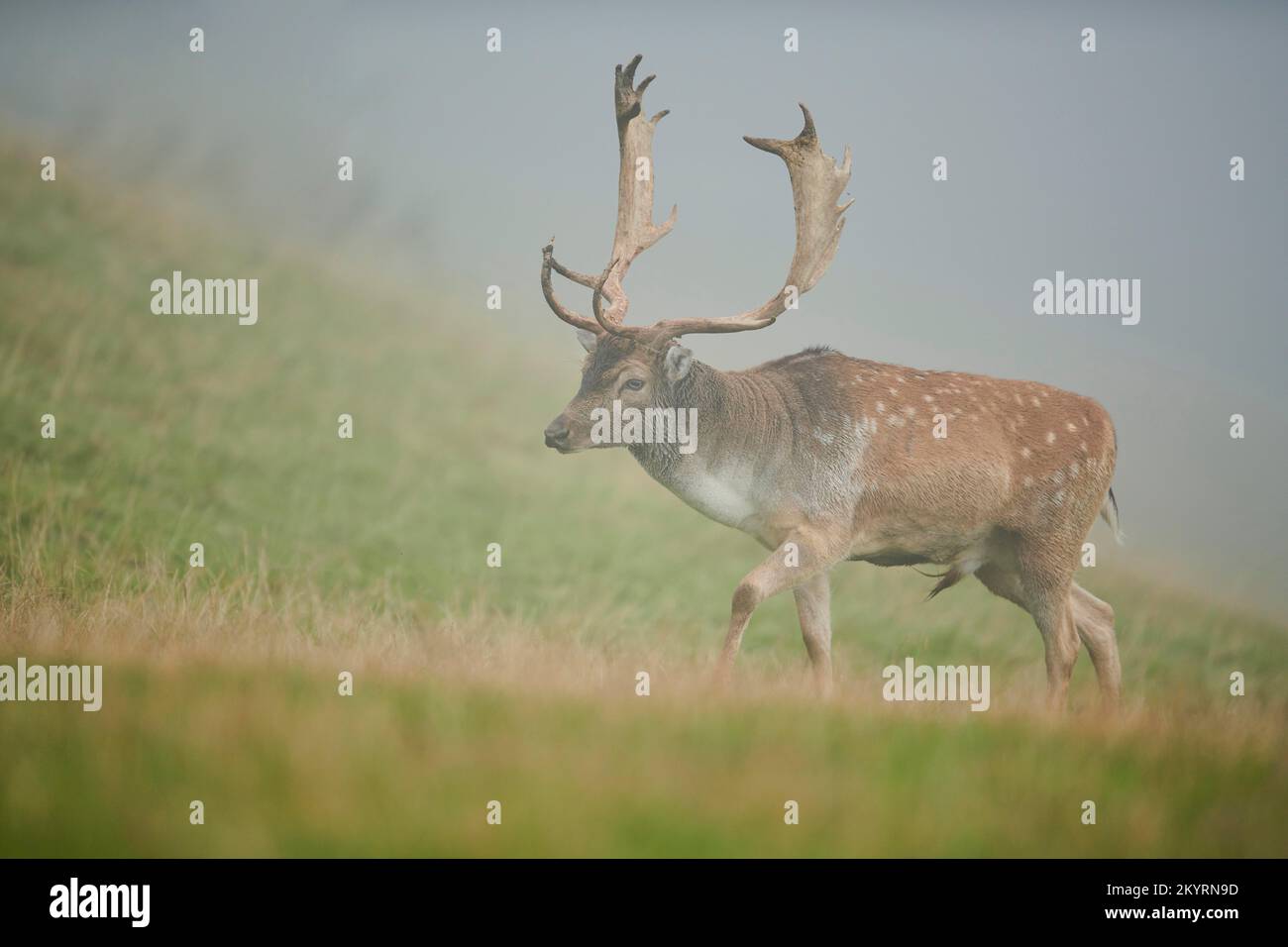 Damhirsch (Dama dama) Männchen, in den Alpen bei Nebel, Herbst ...