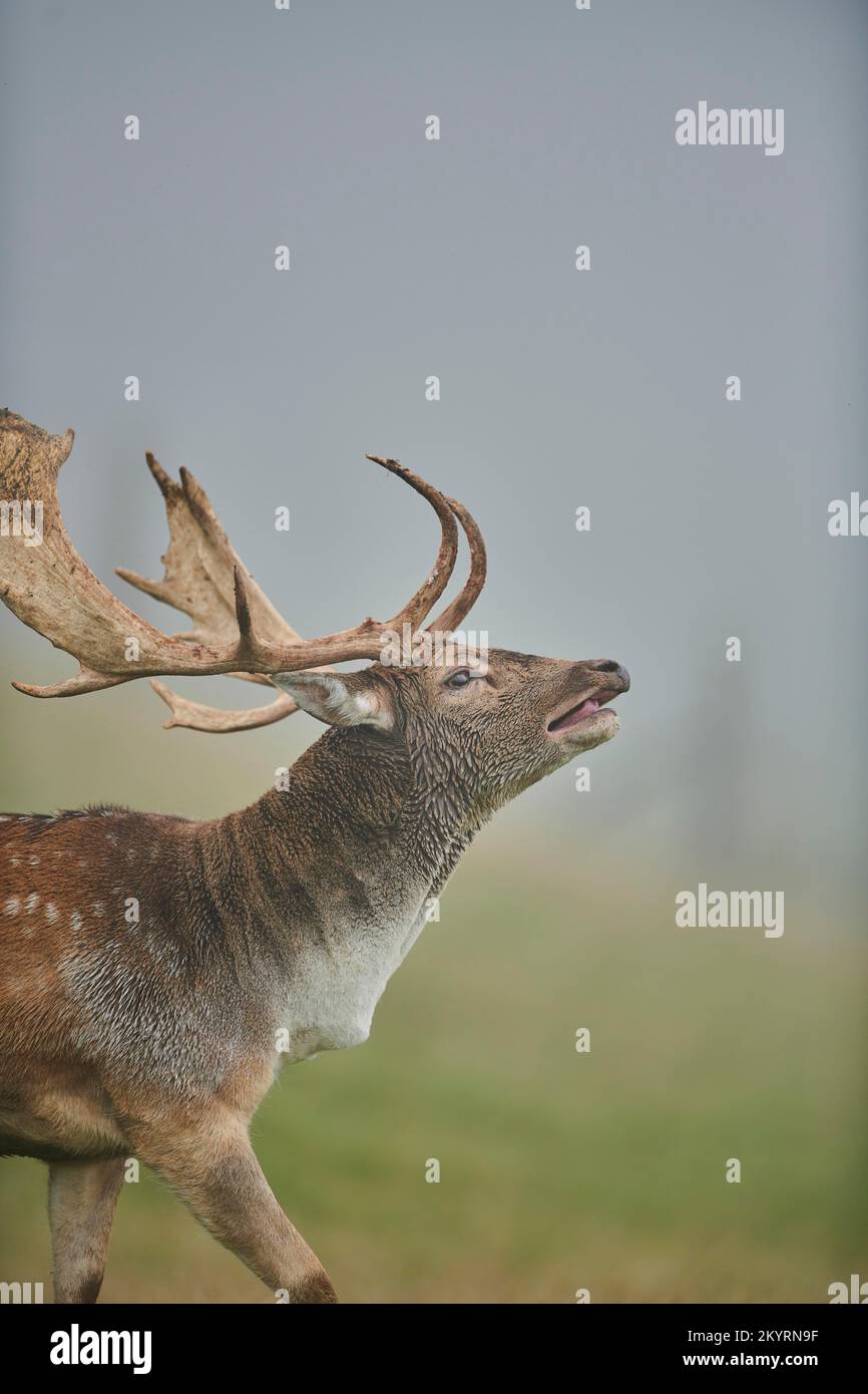 Damhirsch (Dama dama) Männchen, in den Alpen bei Nebel, Herbst ...