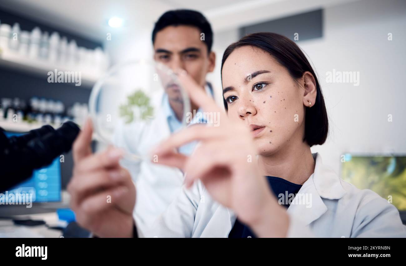 Science, doctors and petri dish for plant research in laboratory ...