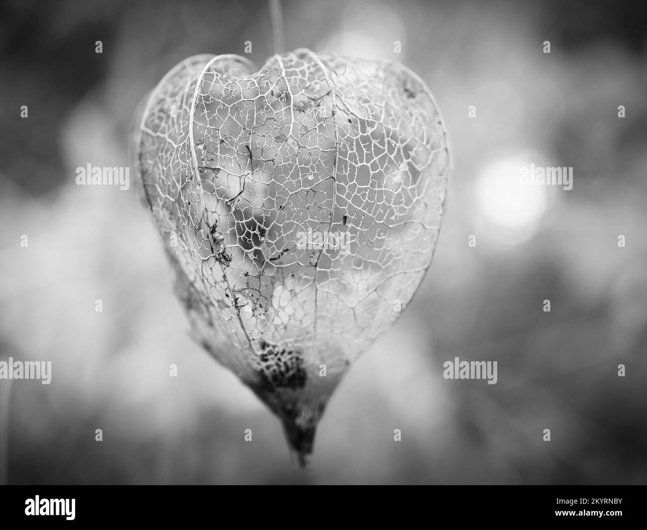 Physalis photographed in black and white, in which the lampion shell ...