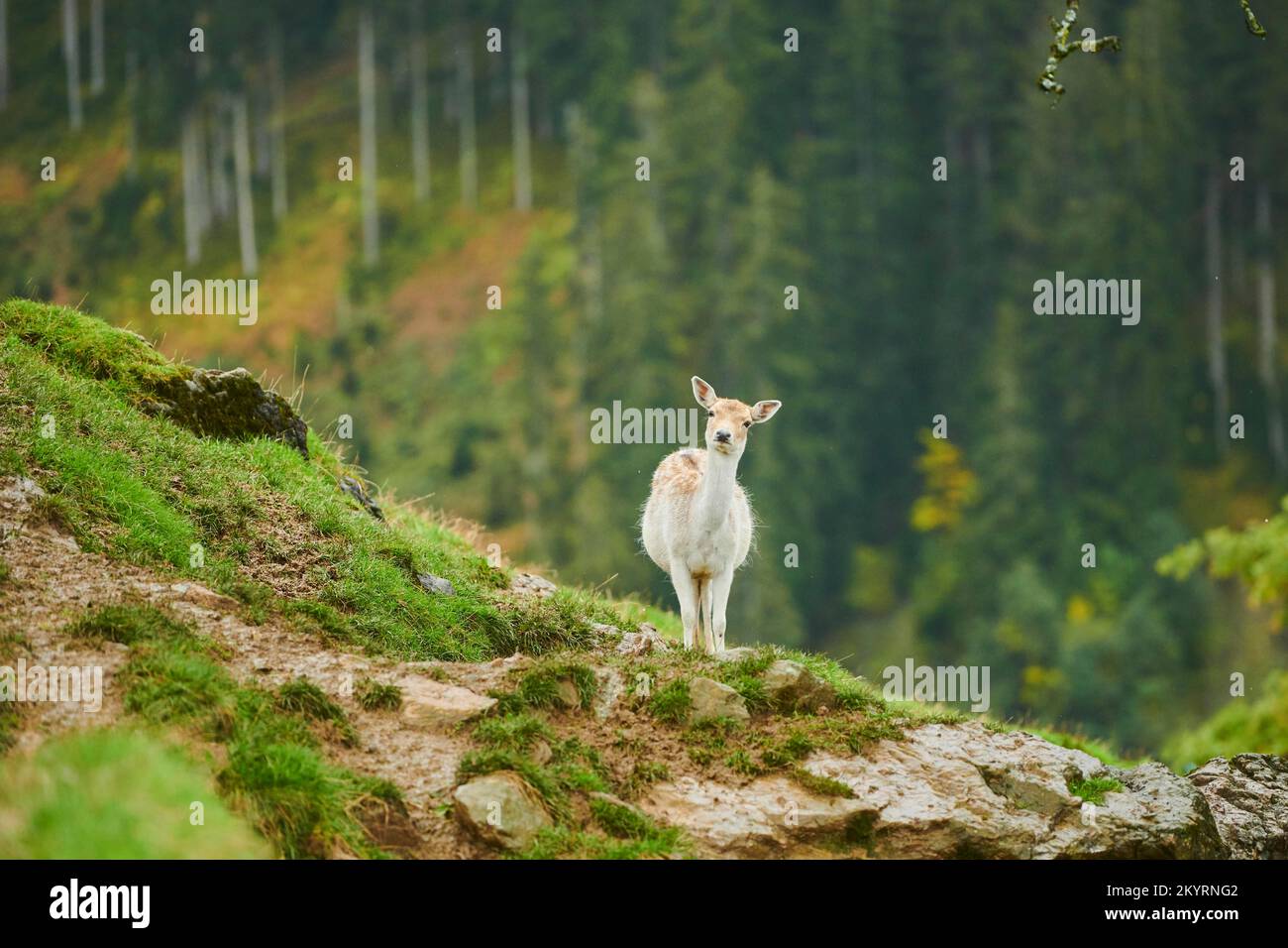 Damhirsch (Dama dama) Hirschkuh in den Alpen, Herbst, Wildpark Aurach ...