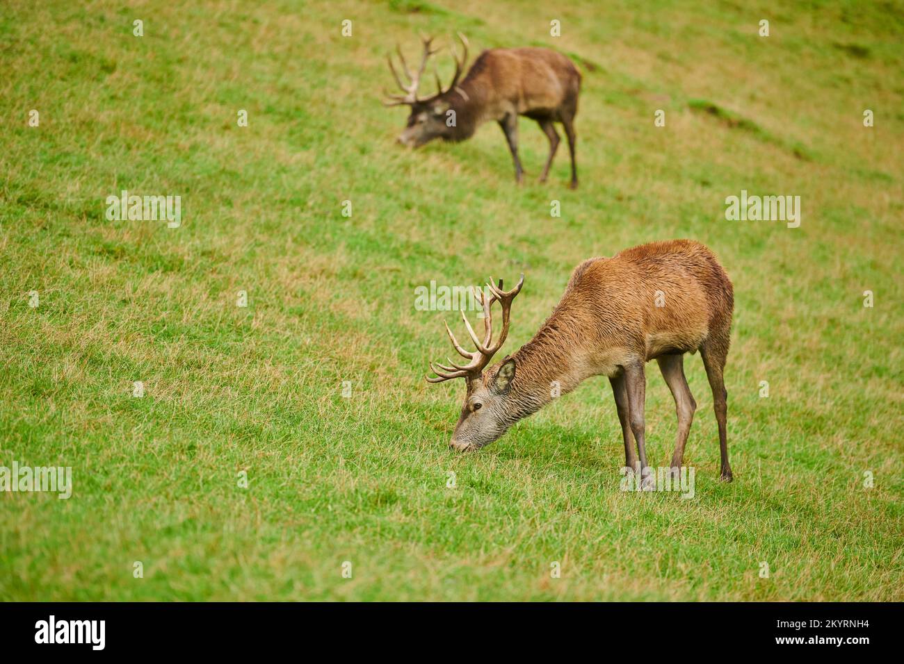 Rothirsch (Cervus elaphus) Männchen bei der Brunft in den Alpen, Herbst ...