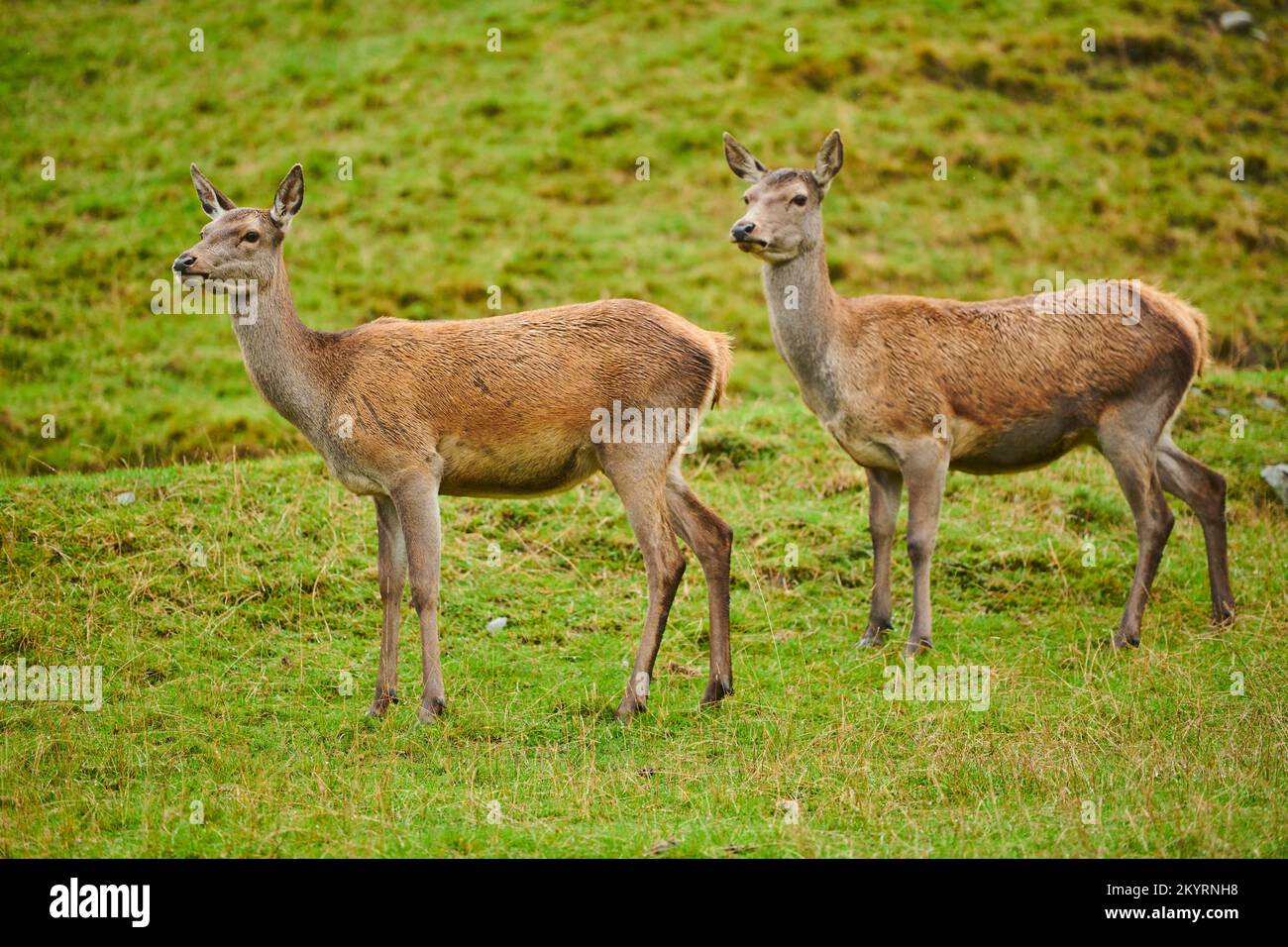 Rothirsch (Cervus elaphus) Hirschkuh in den Alpen, Herbst, Wildpark ...