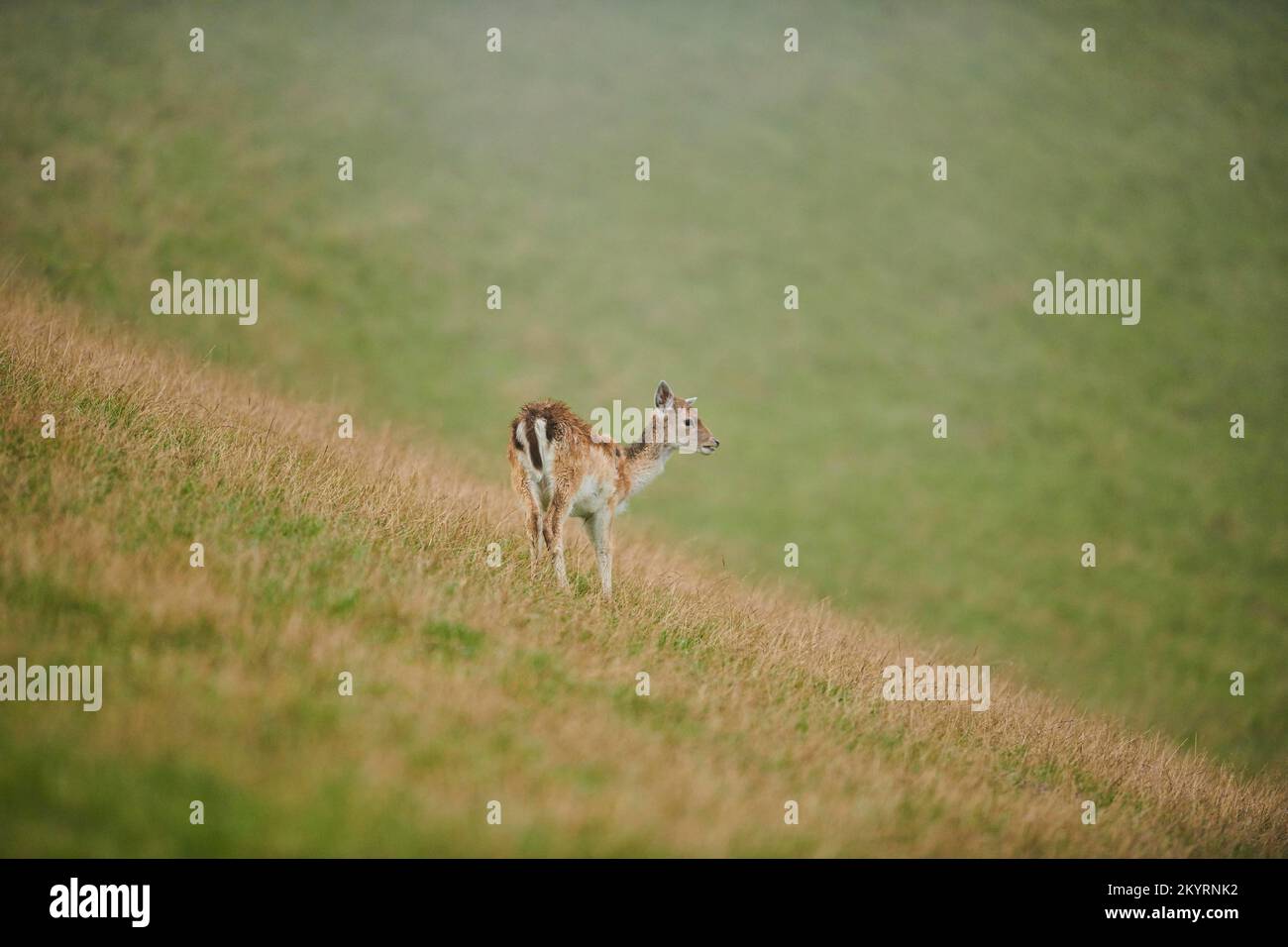 Damhirsch (Dama dama) Hirschkuh, in den Alpen bei Nebel, Herbst ...