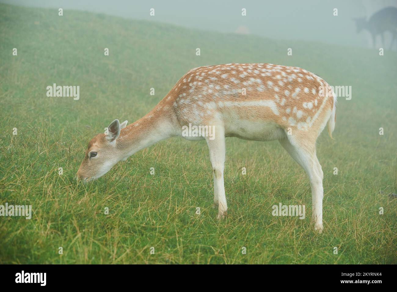 Damhirsch (Dama dama) Hirschkuh, in den Alpen bei Nebel, Herbst ...