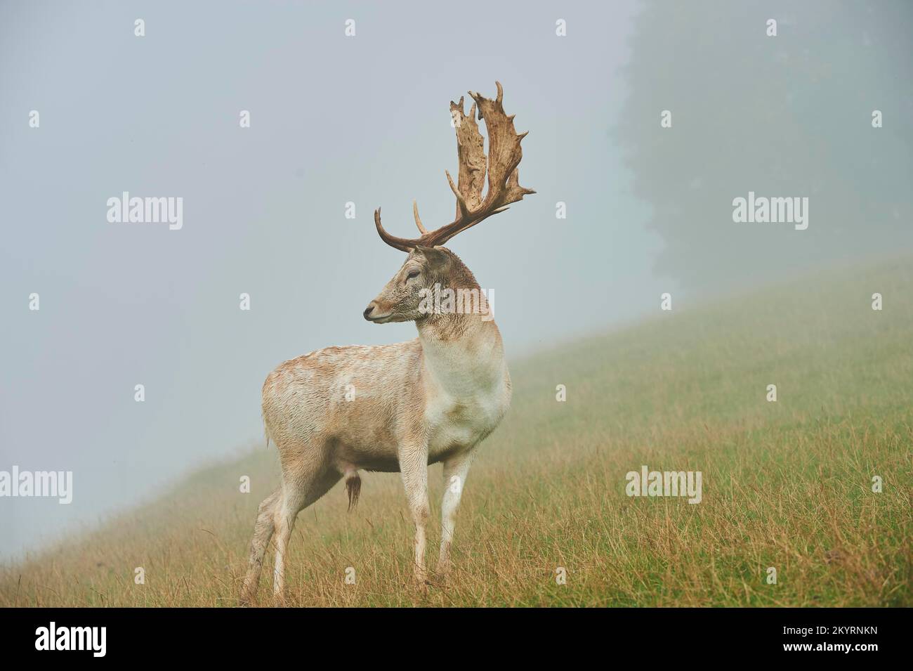 Damhirsch (Dama dama) Männchen, in den Alpen bei Nebel, Herbst ...