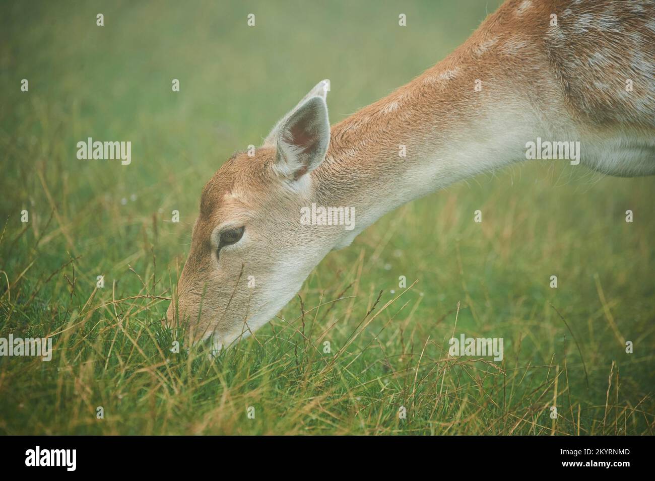 Damhirsch (Dama dama) Hirschkuh, in den Alpen bei Nebel, Herbst ...