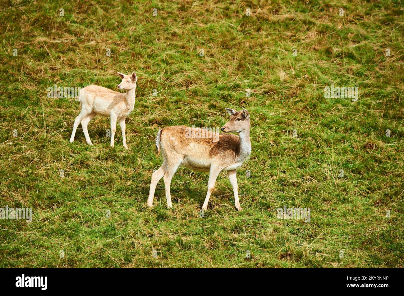 Damhirsch (Dama dama) Hirschkuh in den Alpen, Herbst, Wildpark Aurach ...