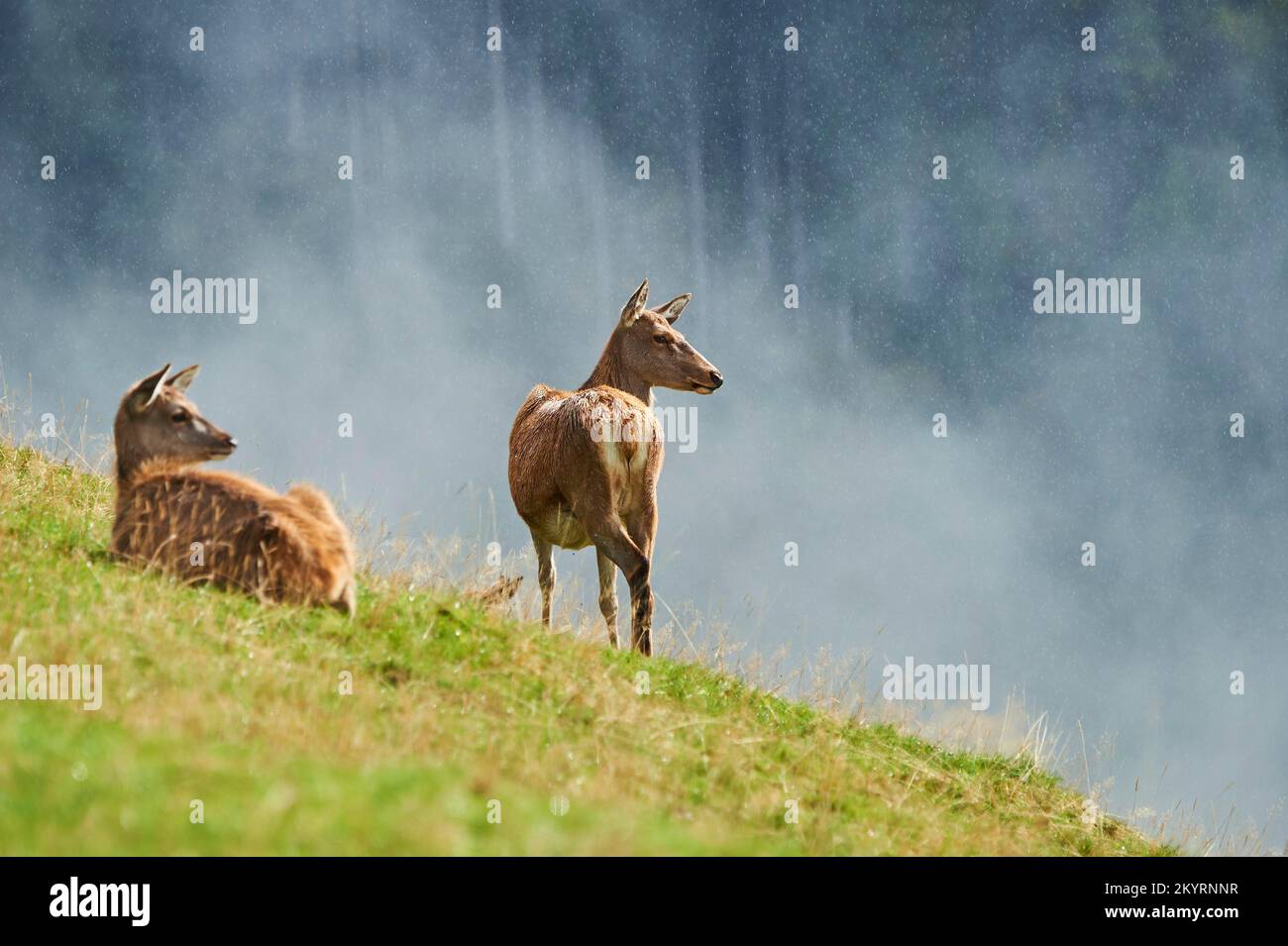 Rothirsch (Cervus elaphus) Hirschkuh bei Nebel in den Alpen, Herbst ...
