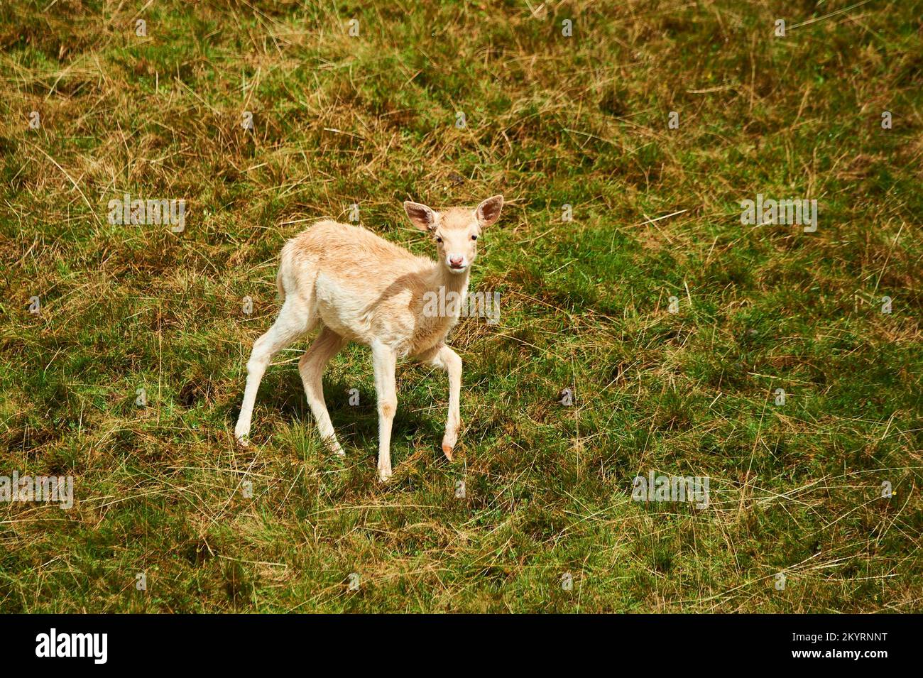 Damhirsch (Dama dama) Hirschkalb in den Alpen, Herbst, Wildpark Aurach ...