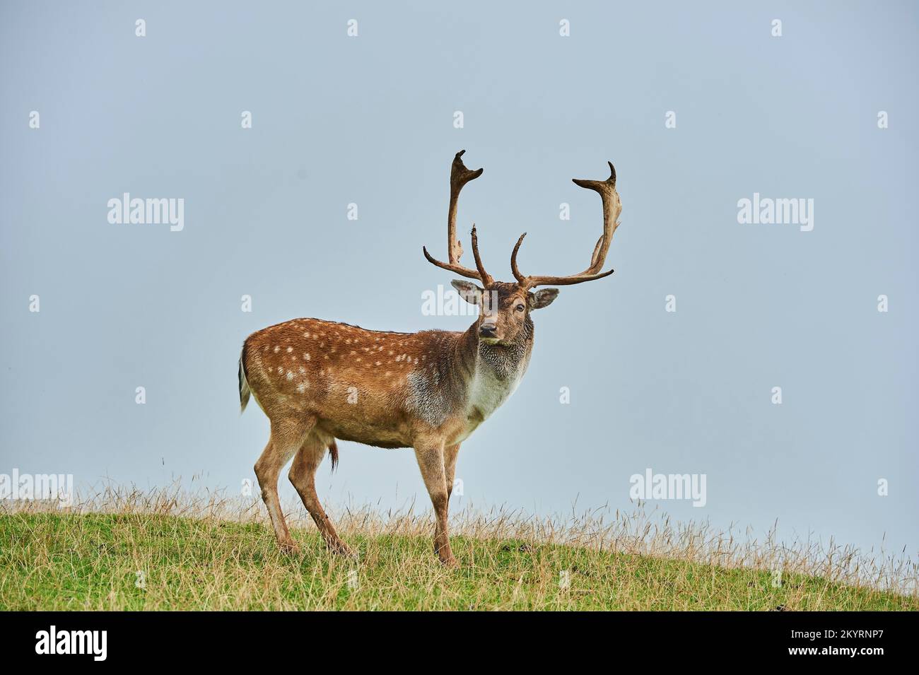 Damhirsch (Dama dama) Männchen, in den Alpen bei Nebel, Herbst ...