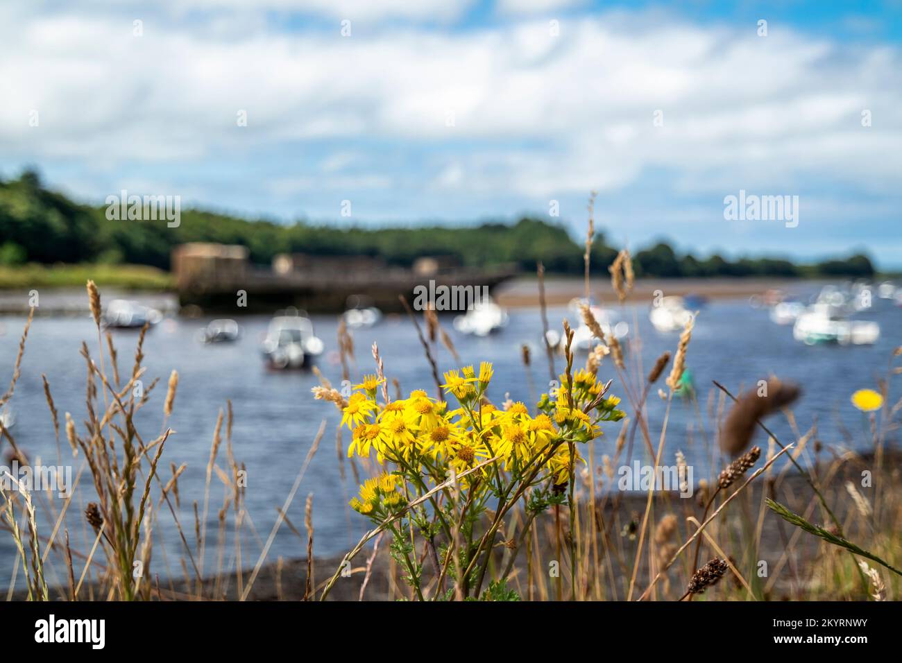 Common Ragwort growing in Ballina harbour in County Mayo - Republic of ...