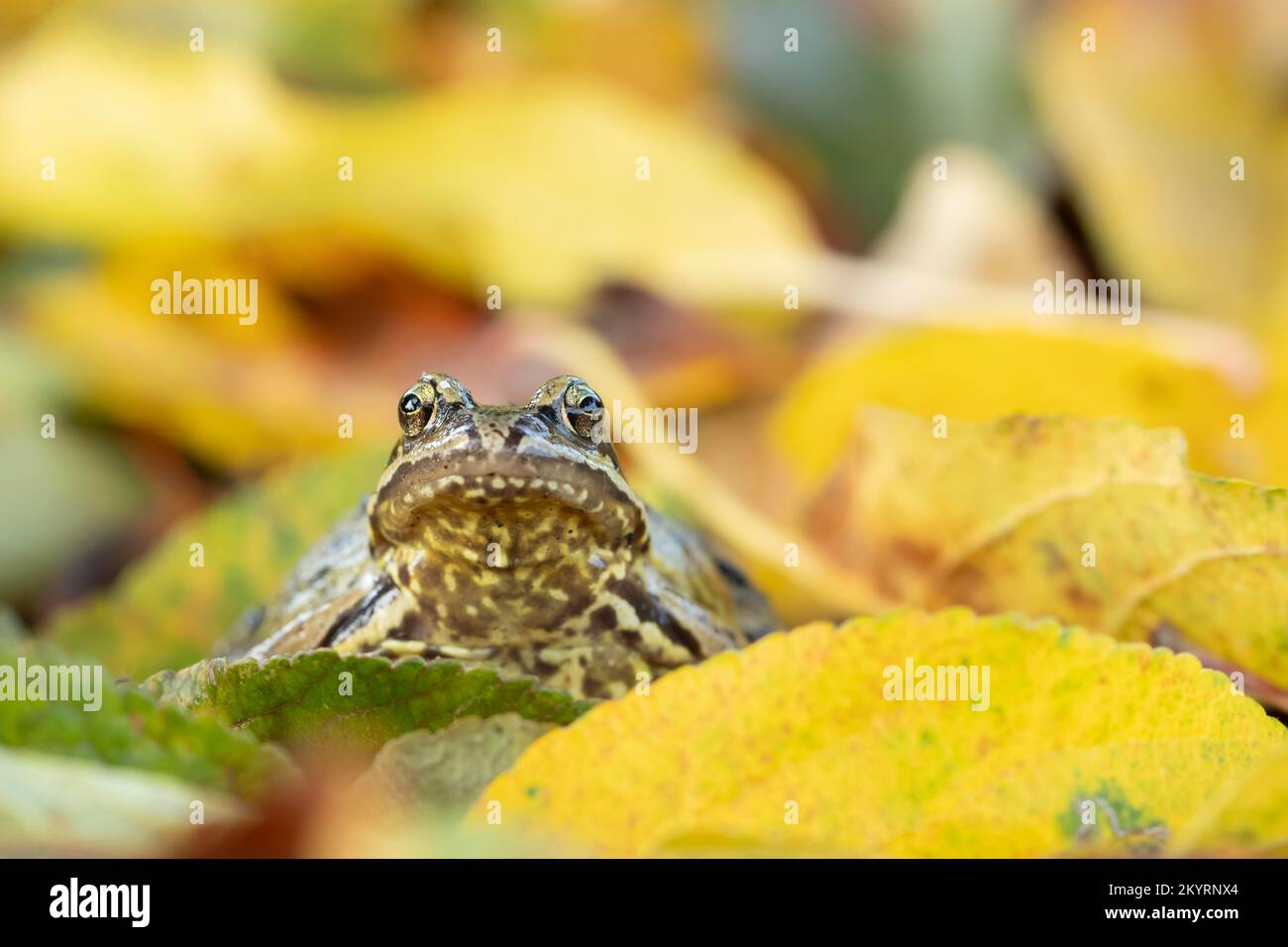 Common frog (Rana temporaria) adult amphibian amongst fallen autumn ...