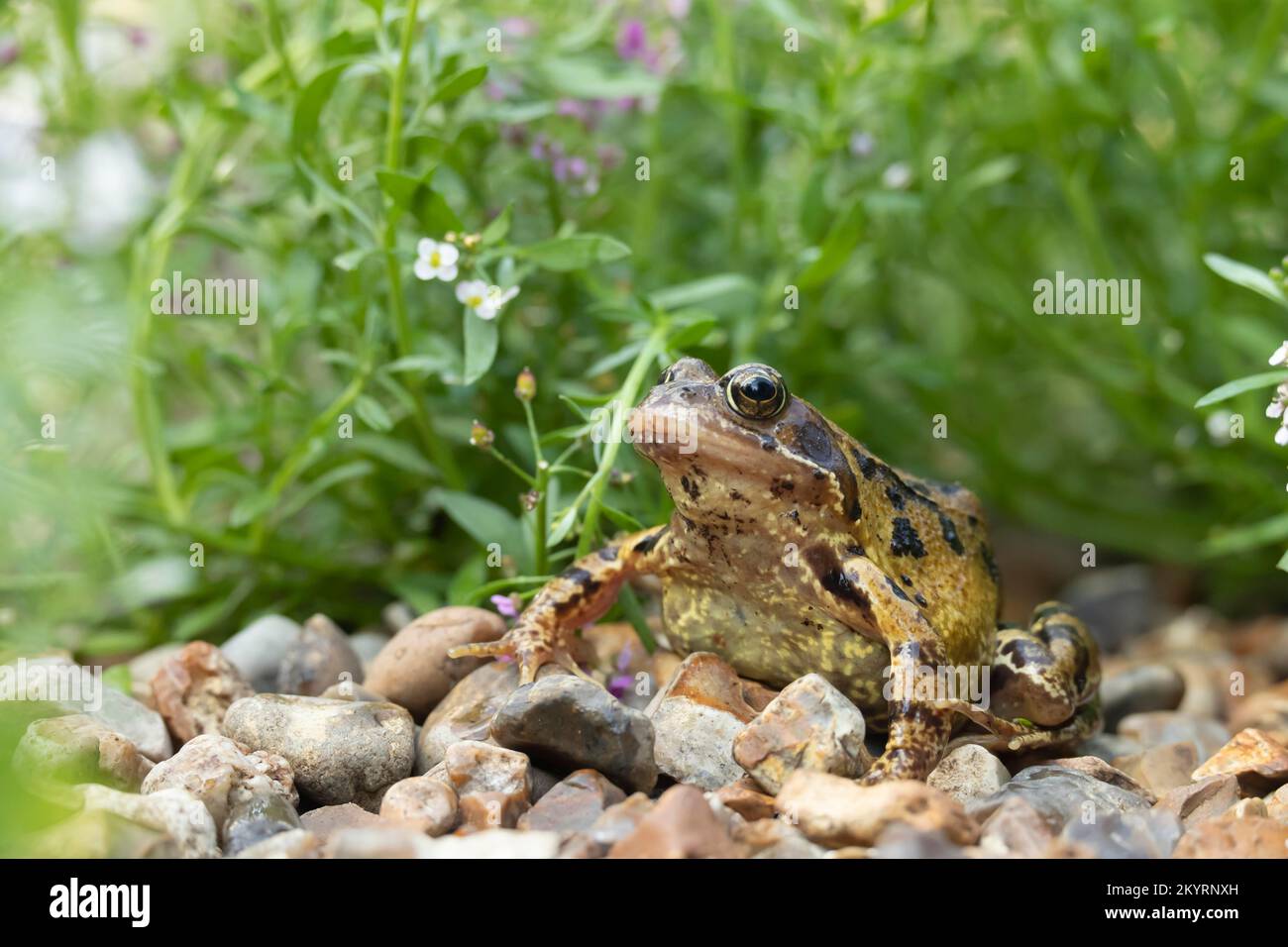Common frog (Rana temporaria) adult amphibian on a garden shingle area ...