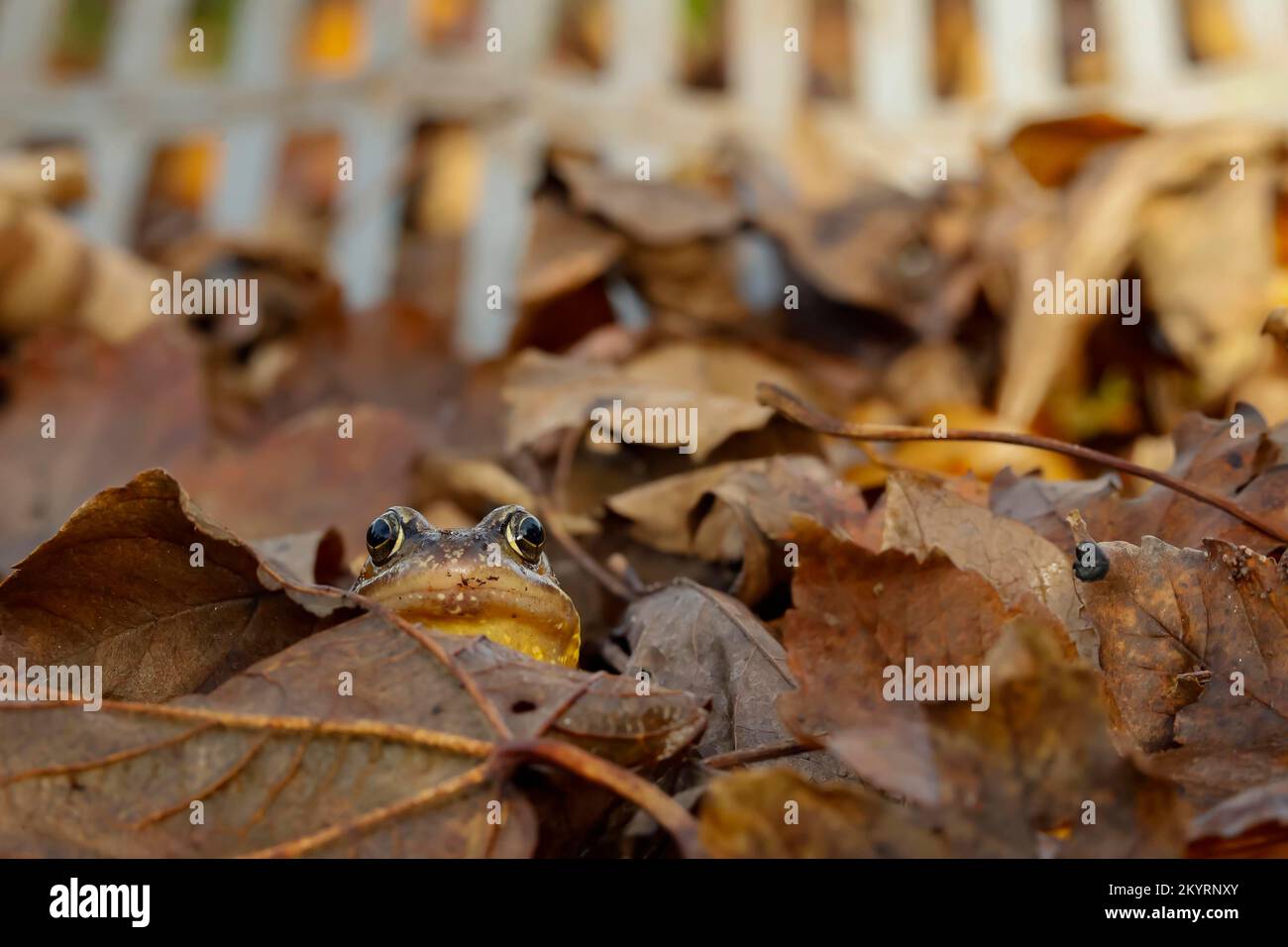 Common frog (Rana temporaria) adult amphibian amongst fallen leaves ...