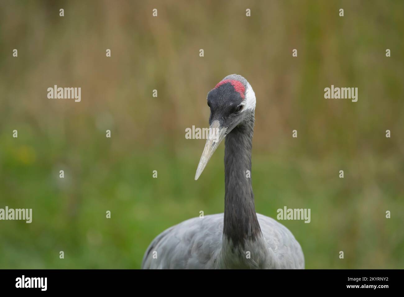 Common crane (Grus grus) adult bird head portrait, Gloucestershire ...