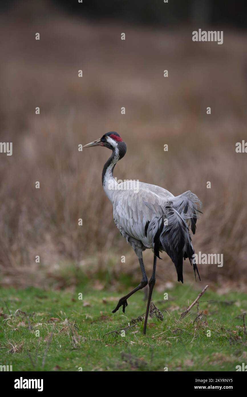 Common crane (Grus grus) adult bird in grassland, Gloucestershire ...