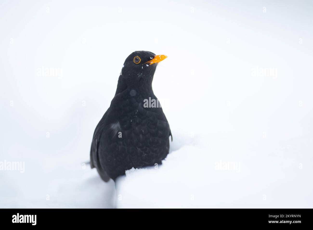 European blackbird (Turdus merula) adult male bird in a snow covered ...