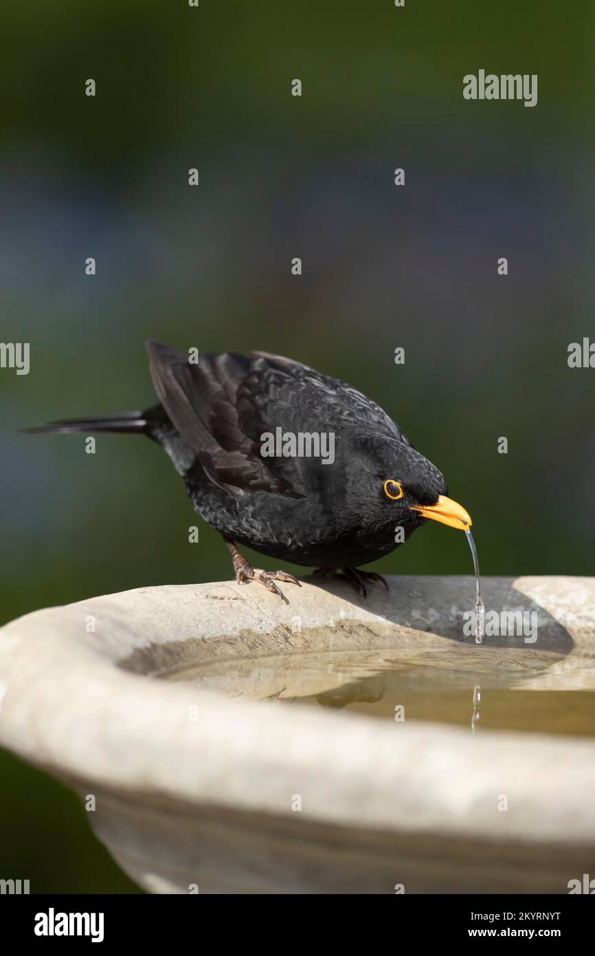 European blackbird (Turdus merula) adult male bird drinking from a ...