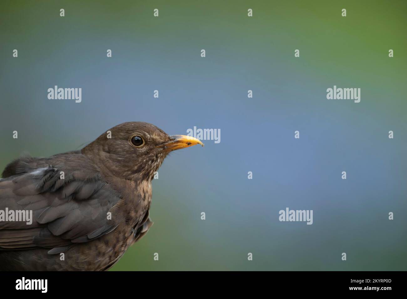 European blackbird (Turdus merula) adult female bird head portrait ...