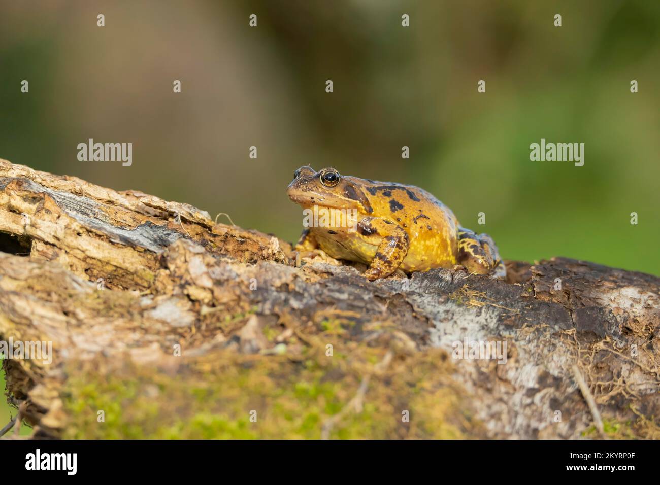 Common frog (Rana temporaria) adult amphibian on a tree log, Suffolk ...