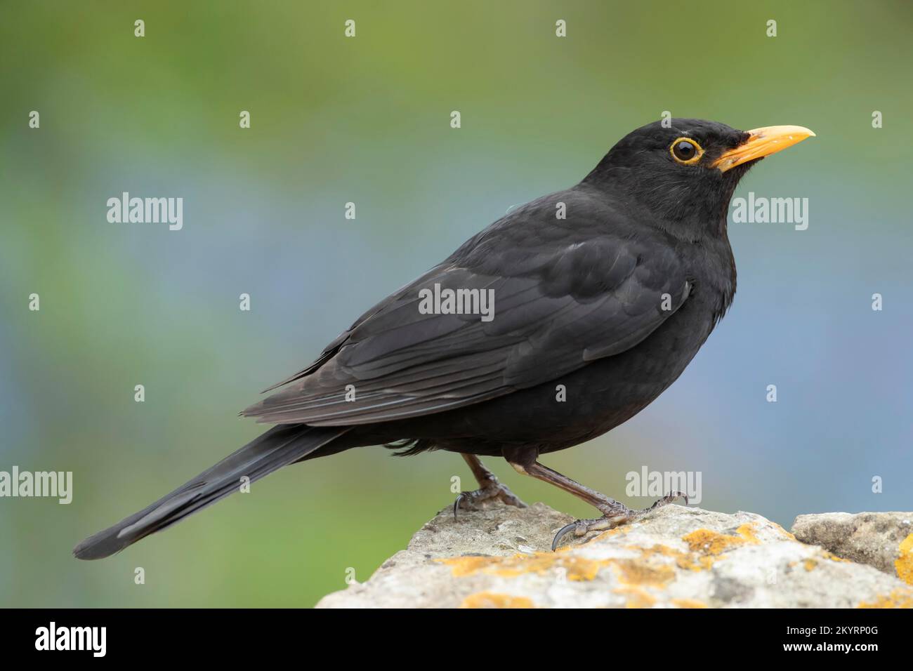 European blackbird (Turdus merula) adult male bird on a rock, Suffolk ...