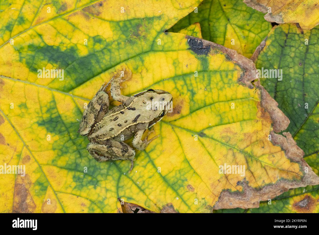 Common frog (Rana temporaria) adult amphibian on fallen autumn leaves ...
